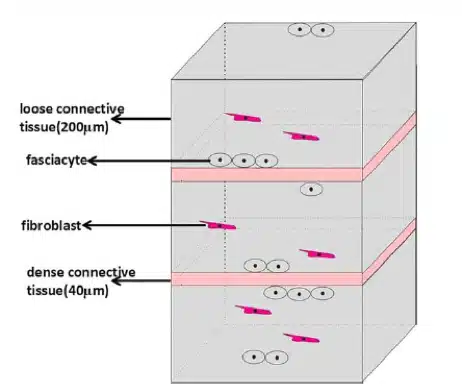 Fasciacytes – A Newly Discovered Cell Type Responsible For Fascial ...